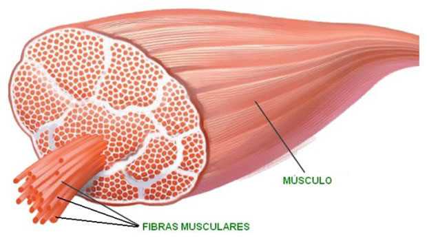 Características das fibras musculares tipo 1 e 2! | Planeta do Corpo